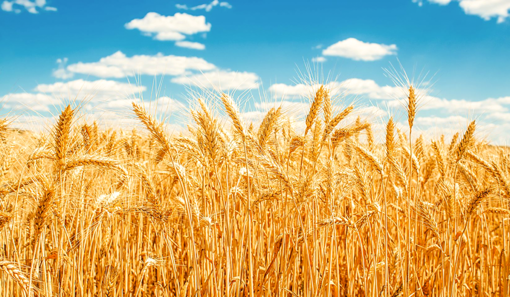 UAE’s Invictus buys 60% stake of Moroccan grain trader